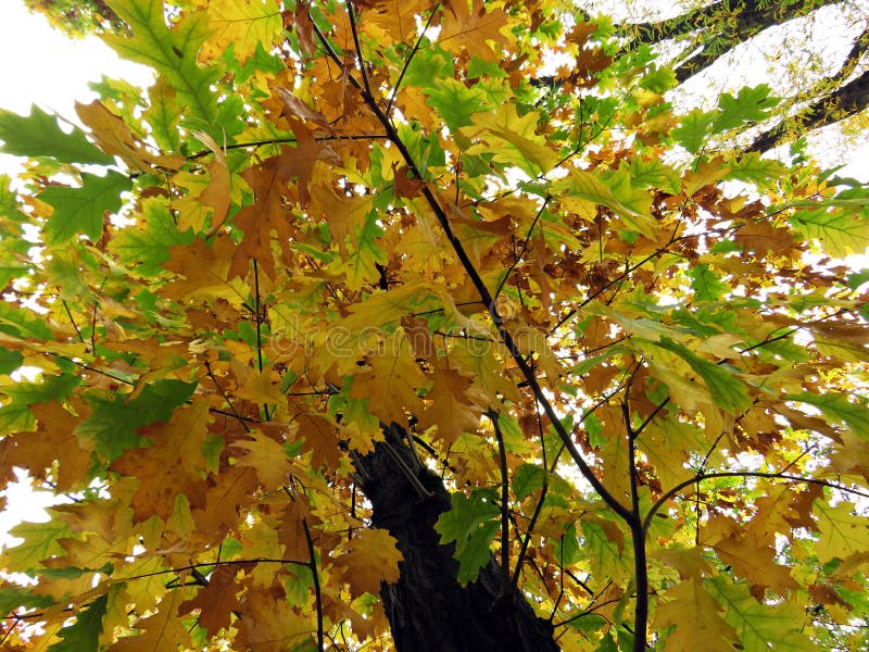 Autumn, Fall Tree. Tree with Colorful Leaves Stock Photo - Image of ...