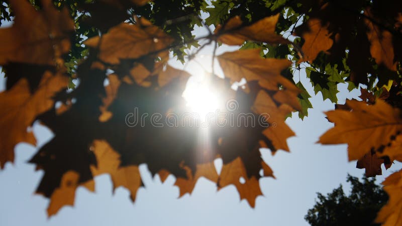 Autumn Fall Tree Leaves with Sun Stock Image - Image of maple, leaves ...