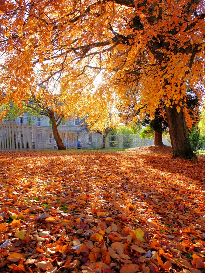 Autumn / Fall Trees and Leaves Stock Image - Image of trees, bright ...