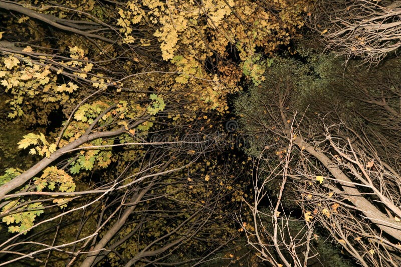 Autumn Trees with Leaves in Night Forest, Nature Texture Background ...