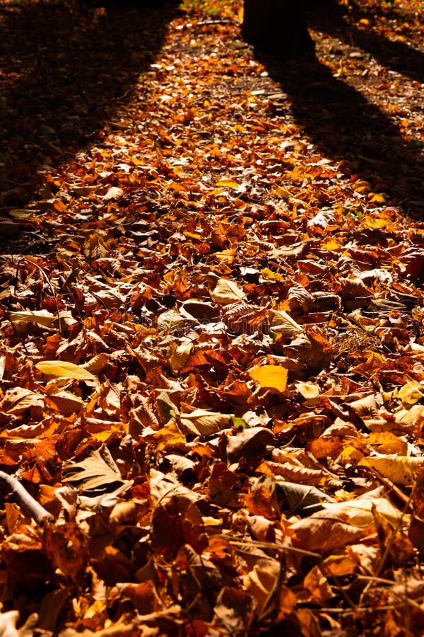 Autumn or Fall View. Fallen Brown Leaves on the Forest Ground Stock ...