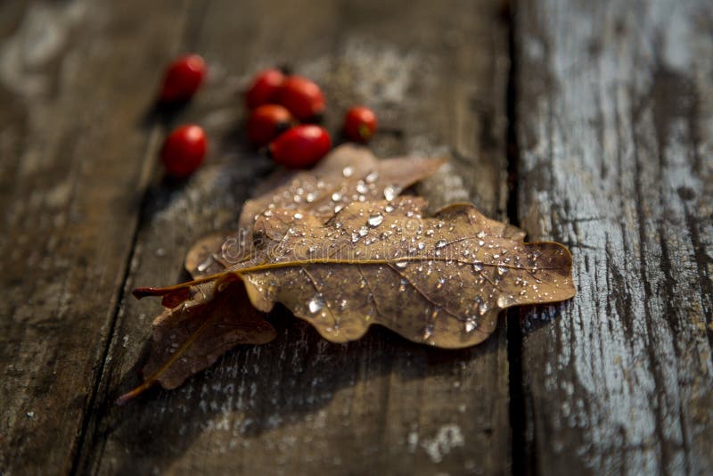 Autumn Fall Wood Background Stock Image - Image of green, banner: 79935639