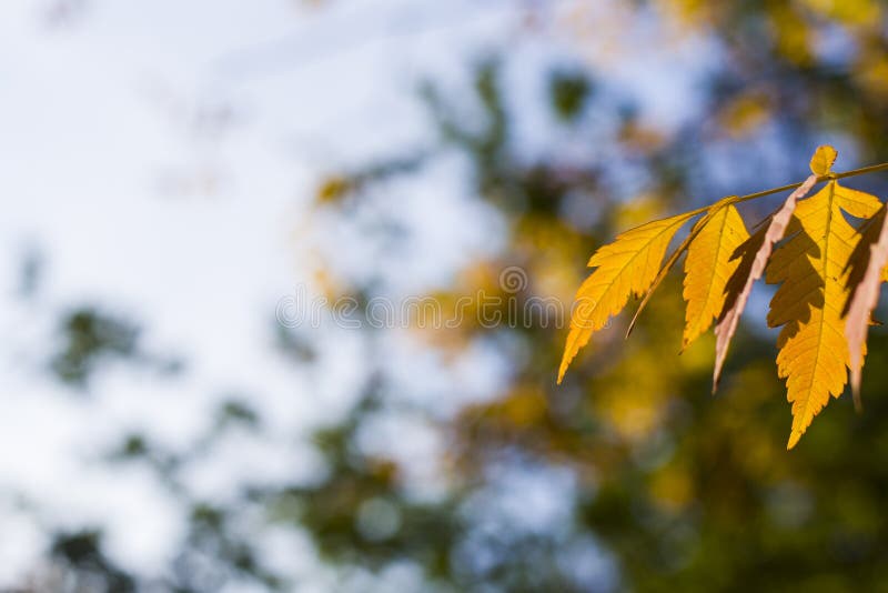 Autumn and Fall Yellow Leave Close-up, Nature Background Stock Photo ...