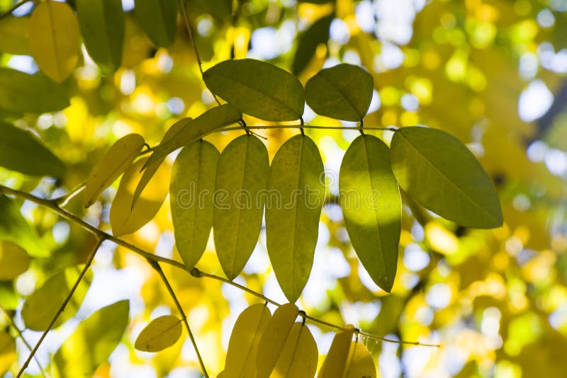 Autumn and Fall Yellow Leave Close-up, Nature Background, Yellow Color ...