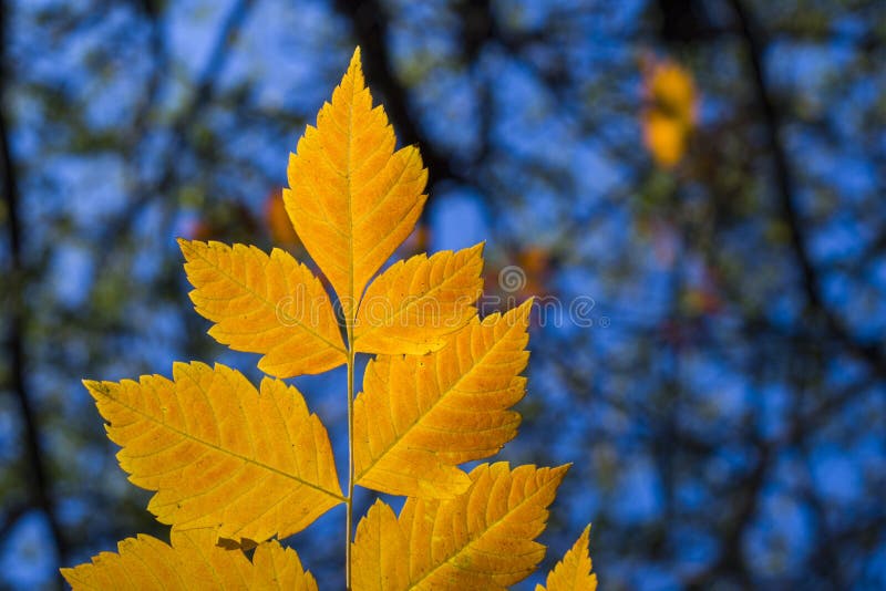 Autumn and Fall Yellow Leave Close-up, Nature Background, Yellow Color ...