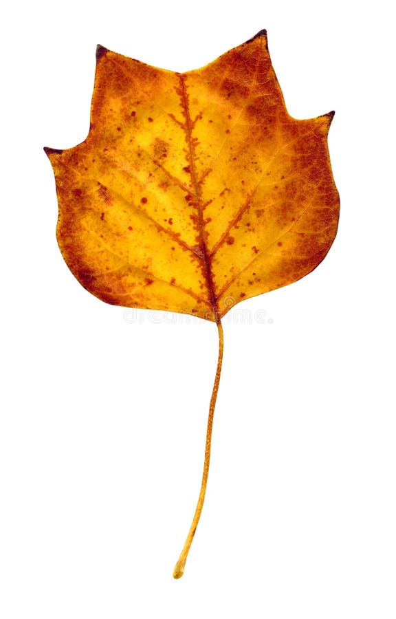 Autumn Fall Yellow Poplar Leaf Stock Photo - Image of isolated ...