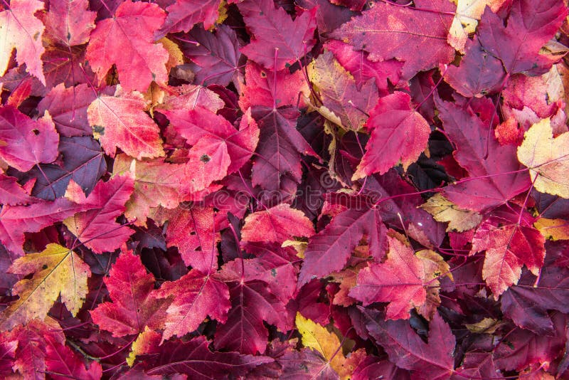 Autumn fallen color leaves stock photo. Image of pattern - 61594828