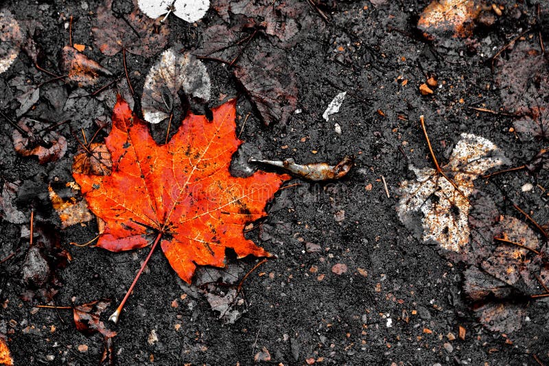 Autumn fallen leaf stock image. Image of maple, nature - 238195573