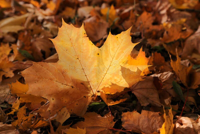 Autumn Fallen Leaf of Maple Tree Glowing in Sunlight Stock Image ...