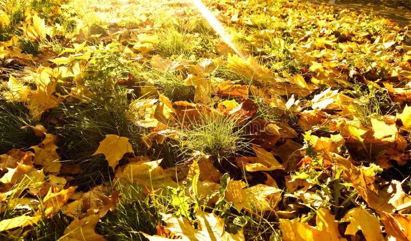 Autumn Fallen Leaves Background Stock Image - Image of beauty, november ...