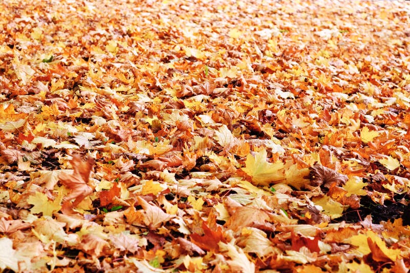 Autumn Fallen Leaves Background Stock Image - Image of beauty, november ...