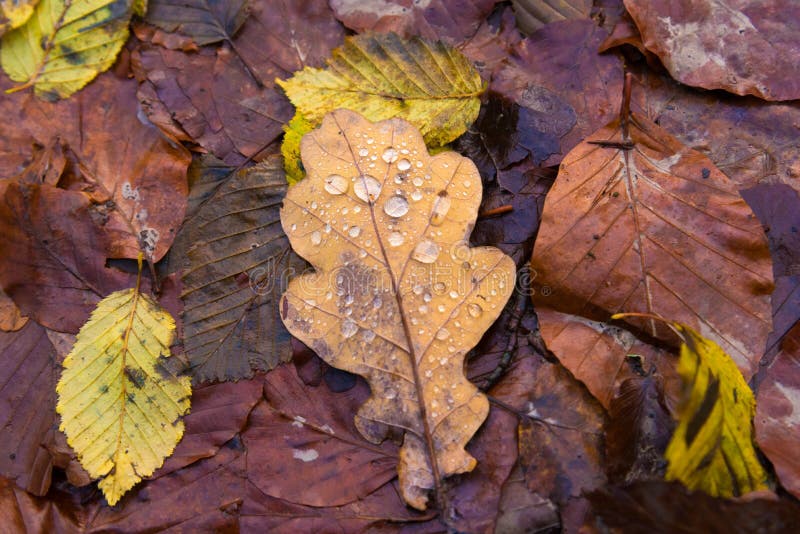 Autumn Fallen Leaves Background Stock Image - Image of orange, colorful ...