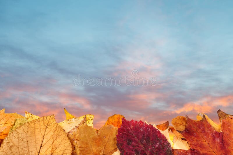 Autumn Fallen Leaves and Blue and Pink Sunset Sky Stock Photo - Image ...