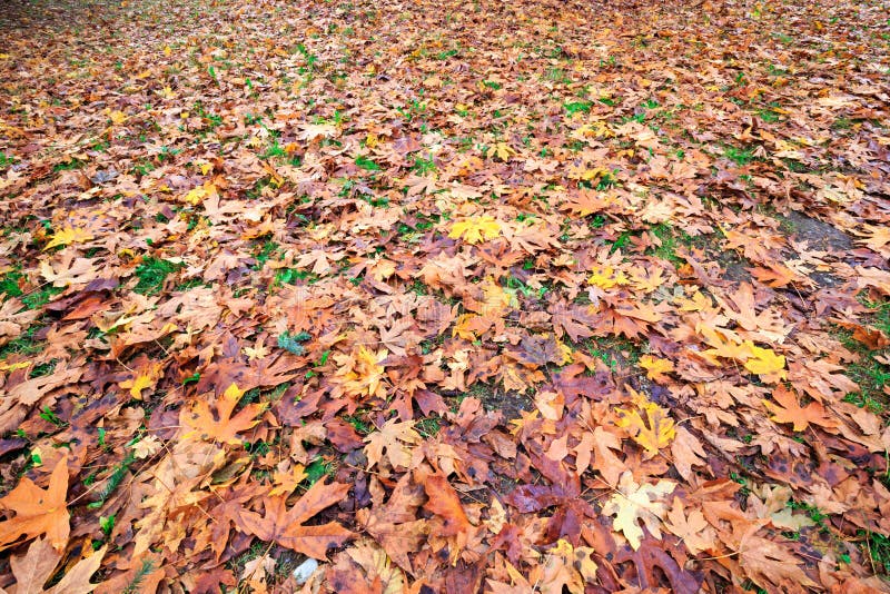 Autumn fallen leaves stock image. Image of backlit, leaf - 70003535