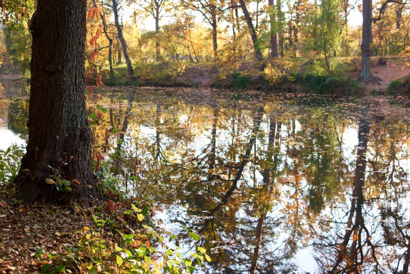 Autumn Fallen Leaves Floating on a Forest Pond. Stock Photo - Image of ...