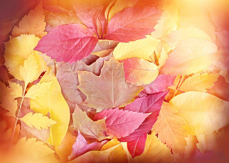 Autumn fallen leaves stock image. Image of leaf, pattern - 44040127