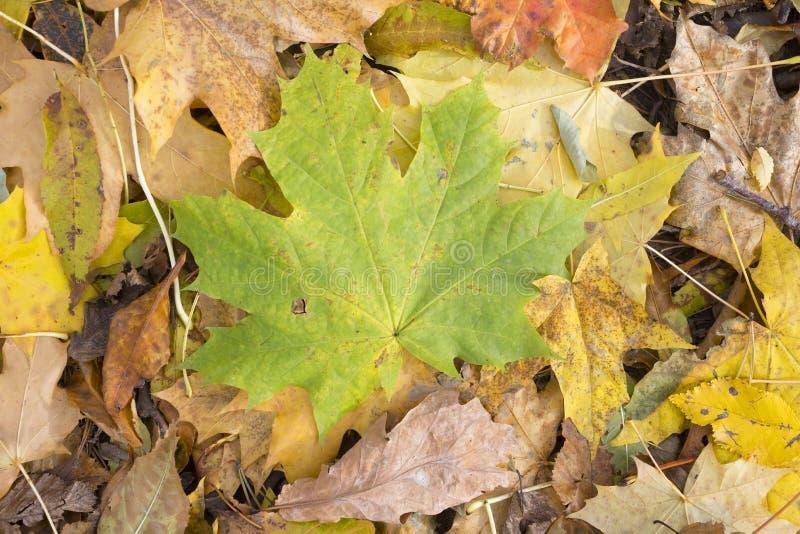 Autumn, fallen leaves stock image. Image of dangerous - 80125661