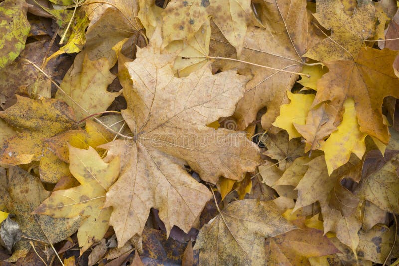 Autumn, fallen leaves stock photo. Image of fall, forest - 80125974