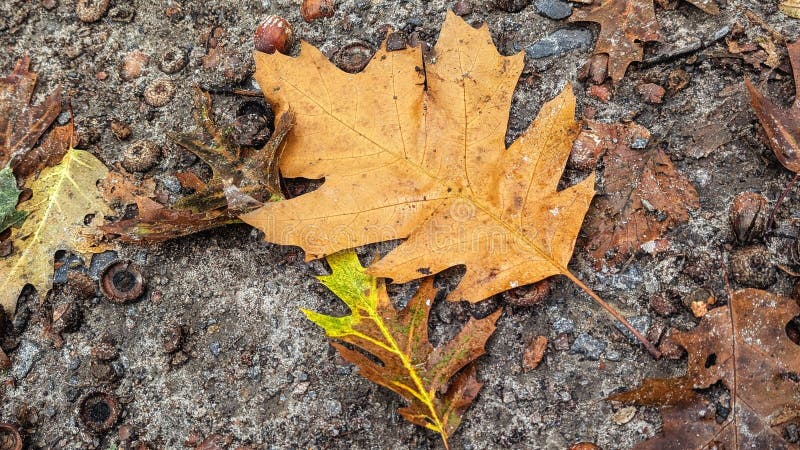 Autumn Fallen Leaves of a Maple Tree on the Ground on the Green Grass ...