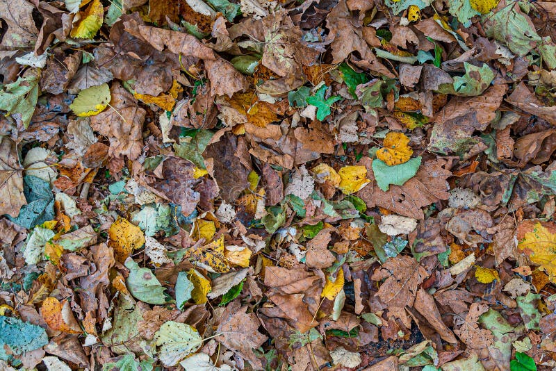 Autumn Fallen Leaves on the Ground. Fall Background Stock Image - Image ...