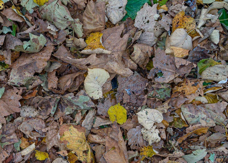 Autumn Fallen Leaves on the Ground. Fall Background Stock Photo - Image ...