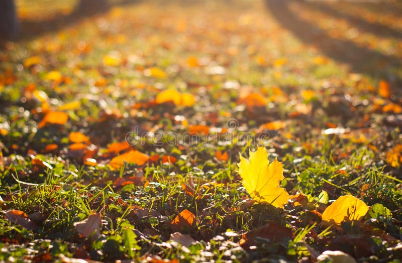 Autumn fallen leaves stock photo. Image of foliage, change - 65117658
