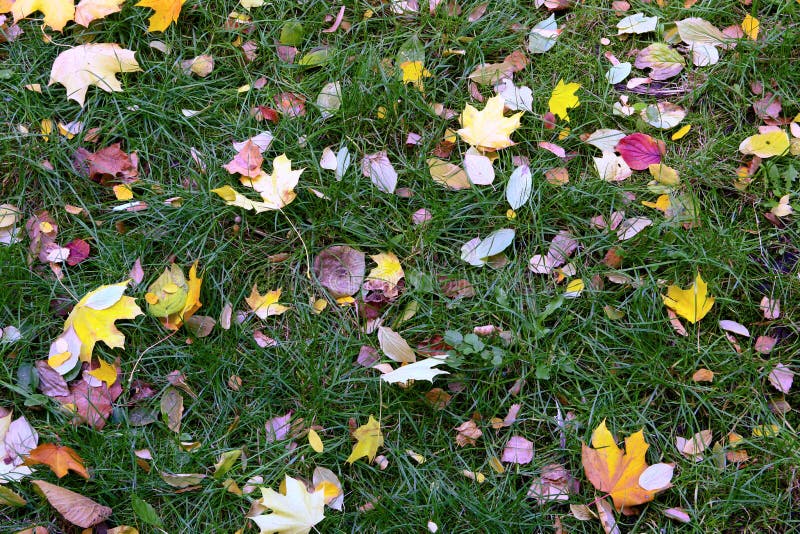 Autumn Fallen Leaves Lie on the Grass in the Garden Autumn October ...