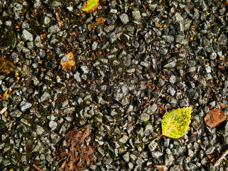 Autumn Fallen Leaves on a Pebble Walk Path Surface Stock Photo - Image ...