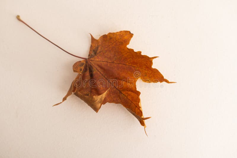 Autumn Fallen Maple Leave Isolated on White Background. Stock Image ...