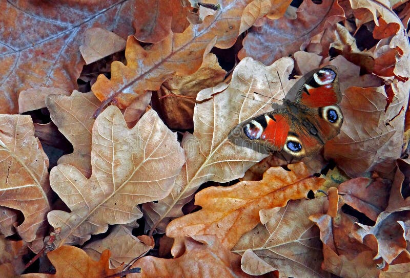 Autumn Fallen Oak Leaves and Bright Red Butterfly. Oak Leaves Texture ...