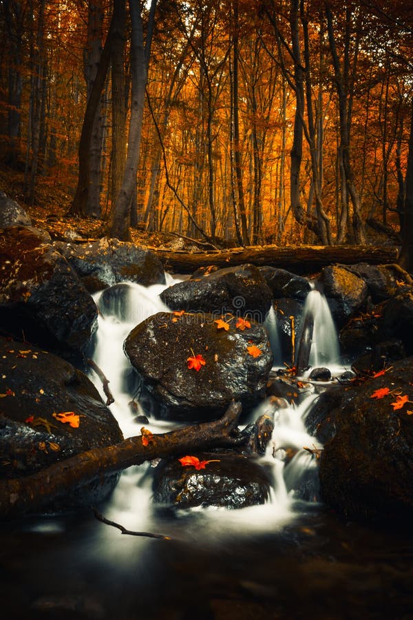 Autumn Fallen Yellow and Red Leaves in Waterfall on Vitosha Mountain ...