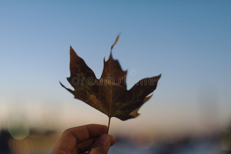 Autumn Falling Leave Beautiful Concept Stock Photo - Image of orange ...