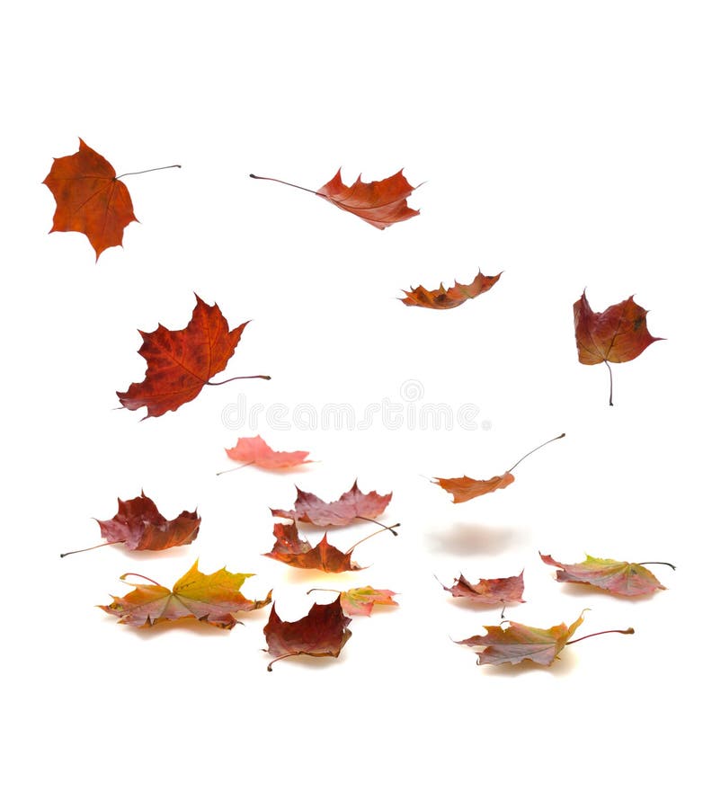Autumn falling leaves stock photo. Image of closeup, orange - 27162978