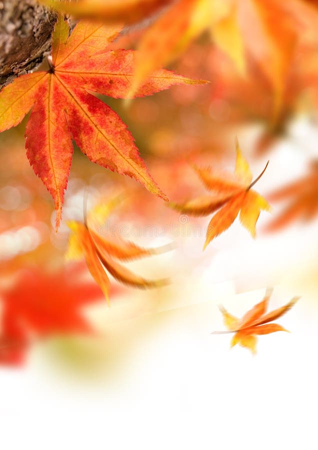 Autumn Falling Leaves stock photo. Image of autumn, outdoors - 6719722