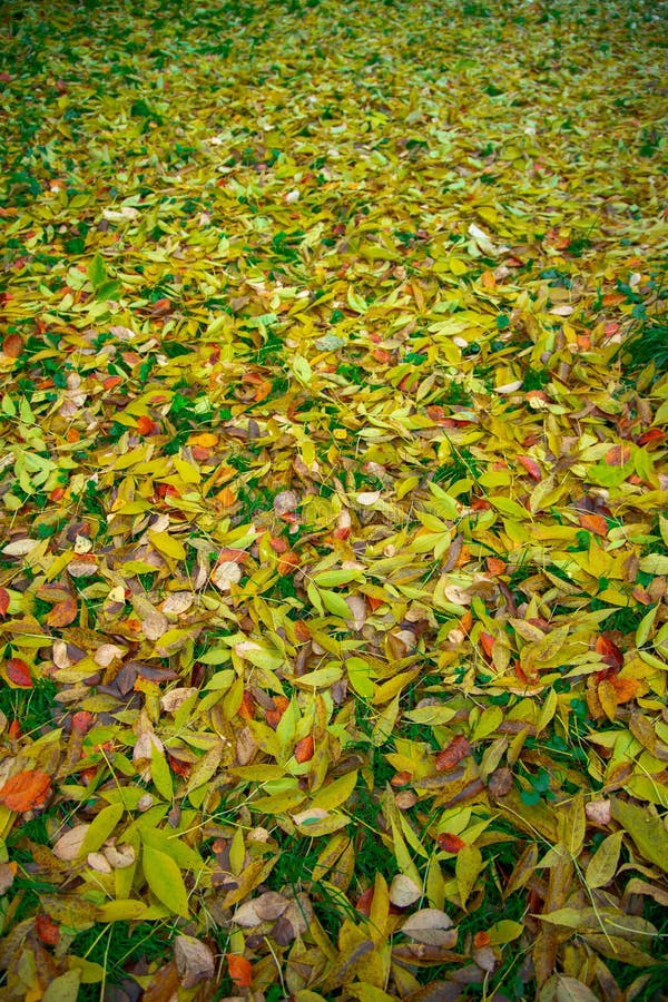 Autumn Falling Leaves Background Vertical Photography October Concept ...