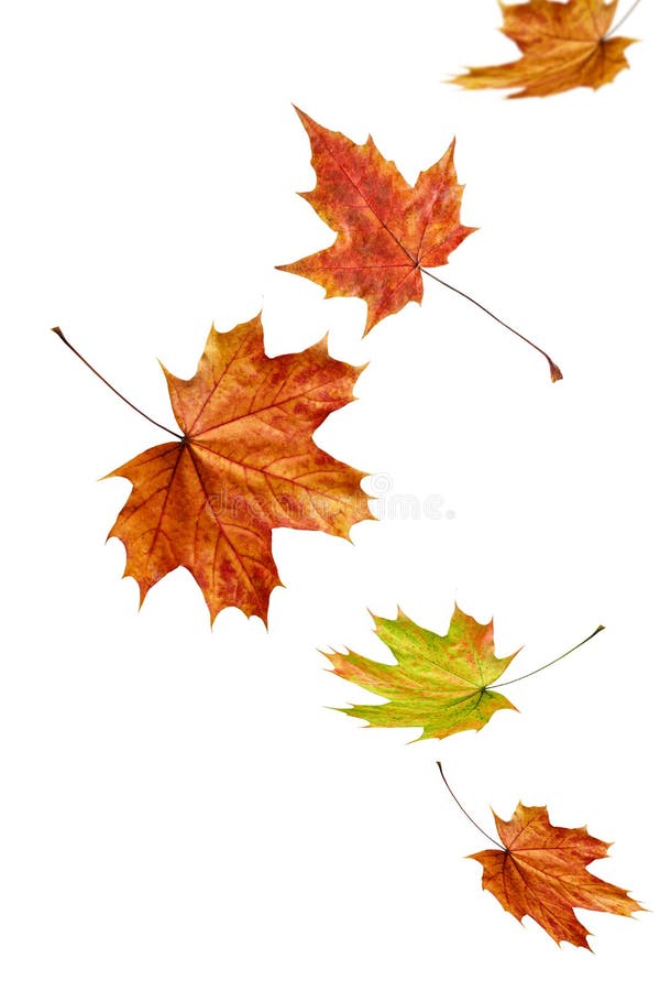 Autumn Falling Maple Leaves Isolated on White Stock Image - Image of ...