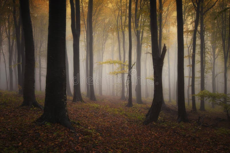 Autumn in a fantasy forest stock photo. Image of landscape - 49018118