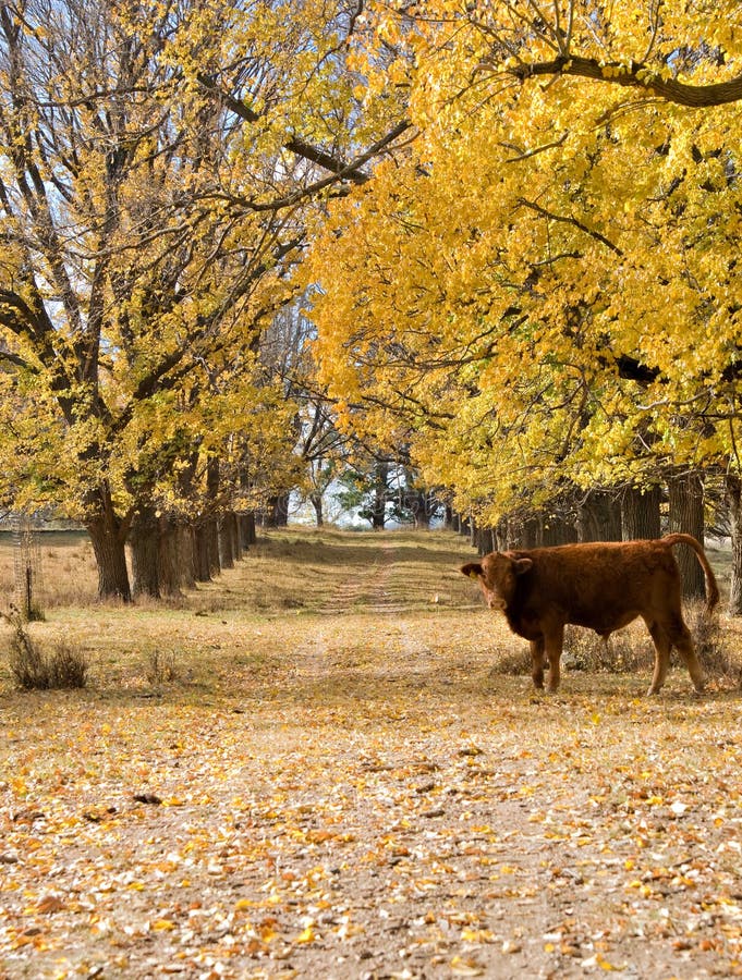 Autumn farm stock image. Image of yellow, farm, fall, cattle - 7419201
