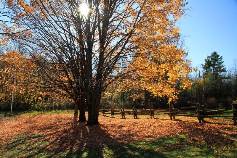 Autumn farm stock photo. Image of defoliation, shadows - 96840996