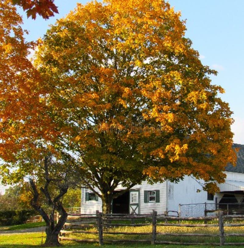 Autumn on farm stock image. Image of yellow, grove, plant - 259133057