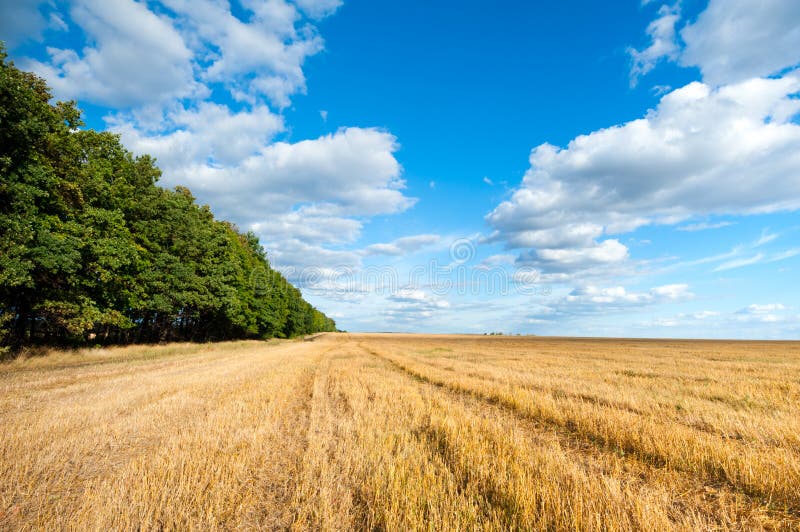 Autumn farmer s field stock photo. Image of brightly - 21306650