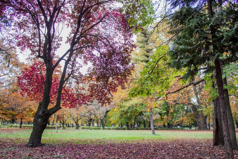 Autumn stock image. Image of trees, color, colour, park - 162159613