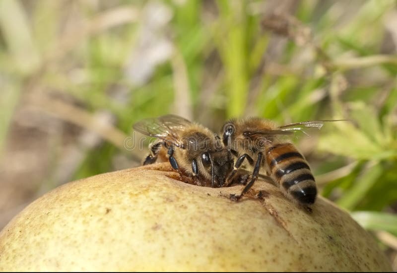Autumn Feast - Bees Eating Fallen Pear Stock Photo - Image of bees ...