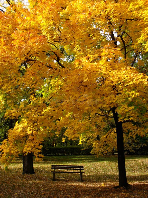 Autumn feeling stock photo. Image of autumn, maple, yellow - 18332628