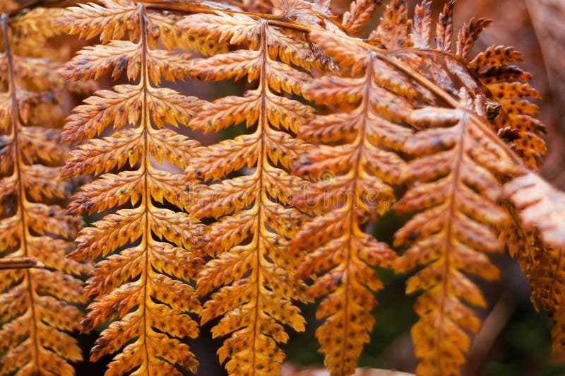 Autumn fern stock image. Image of closeup, close, forest - 124410225