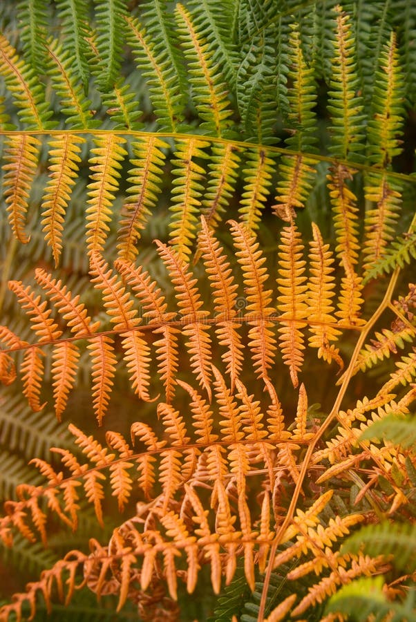 Autumn fern frond I stock image. Image of branch, stem - 4979009