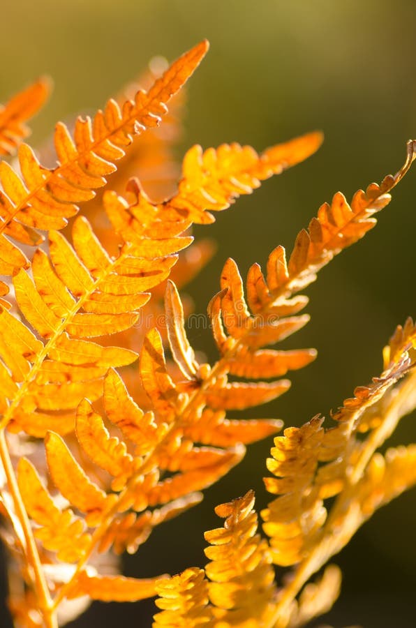 Autumn fern leaf stock photo. Image of closeup, fern - 60316178