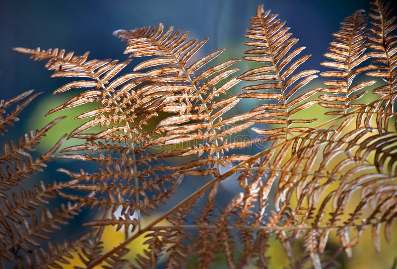 Autumn fern leaves stock image. Image of environment - 21582529