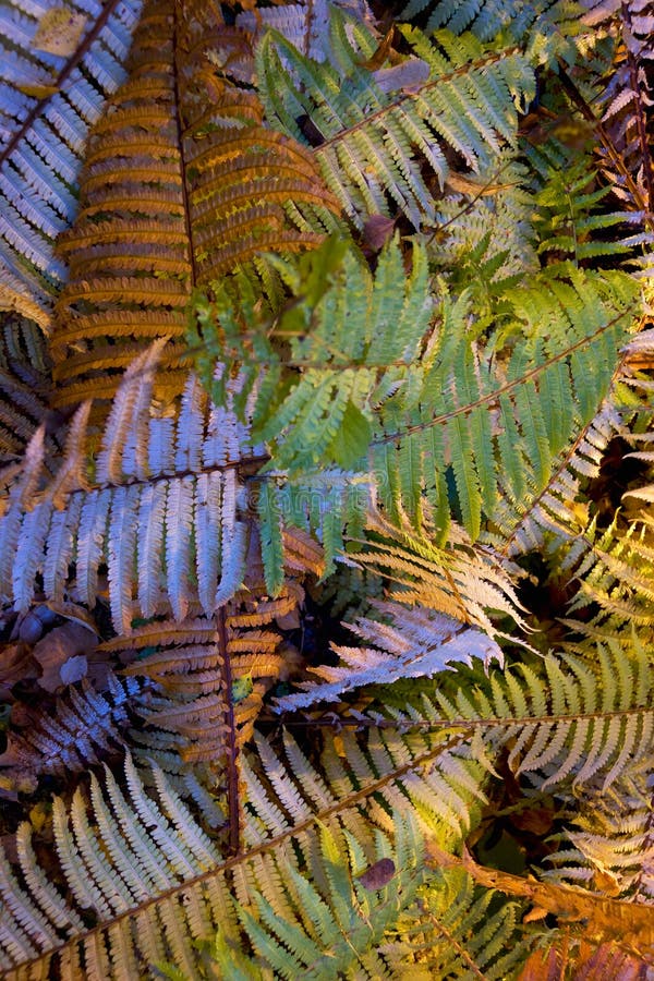 Autumn ferns stock photo. Image of vibrant, fall, autumn - 10678912
