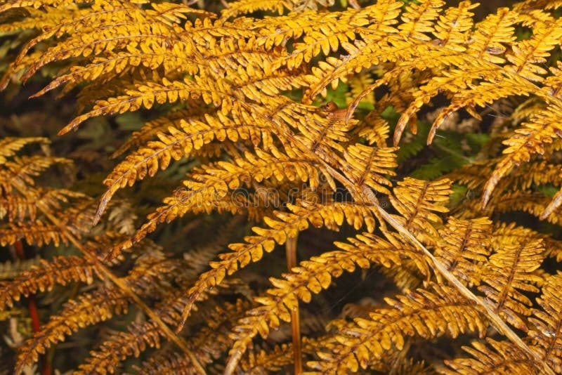 Autumn ferns 2 stock image. Image of orange, rural, autumn - 11079699